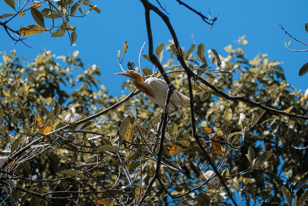 Bird Village Petulu Ubud: Heron Spectacle | Pickyourtrail