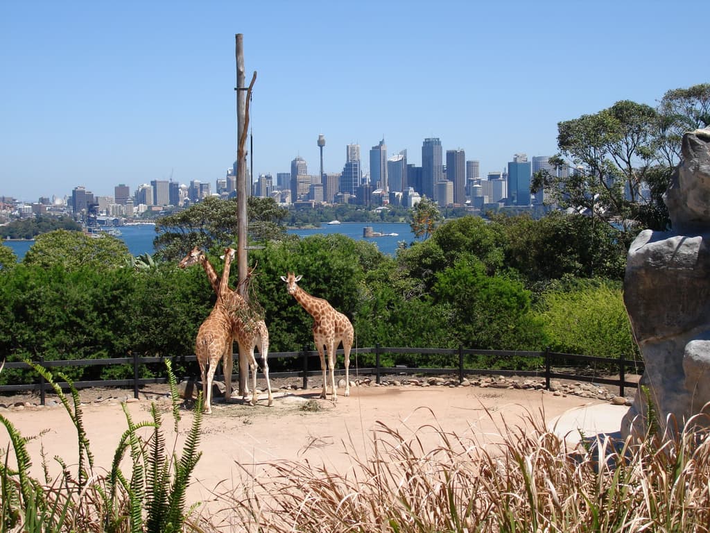 Taronga Zoo Sydney | Tickets, Animals & Visitor Guide | Pickyourtrail