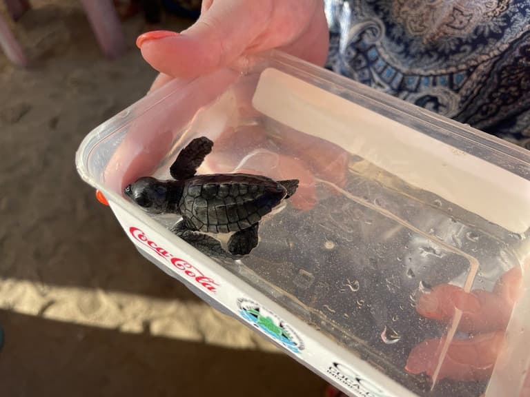 Kuta Beach Sea Turtle Conservation, Bali - Pickyourtrail