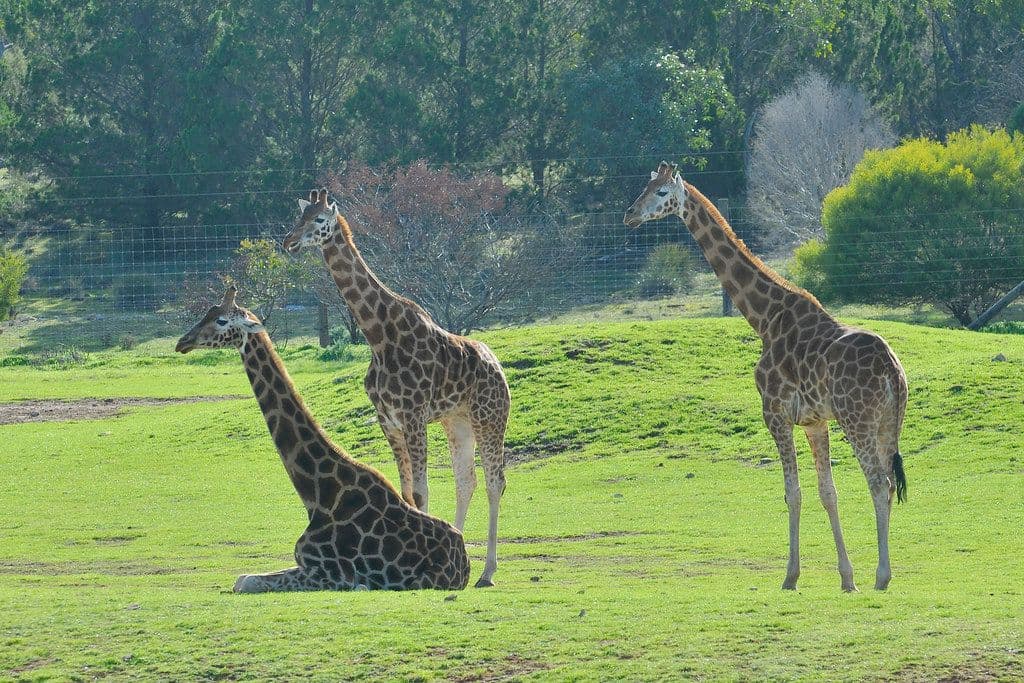 Adelaide Zoo | Tickets, Animals & Family Guide | Pickyourtrail