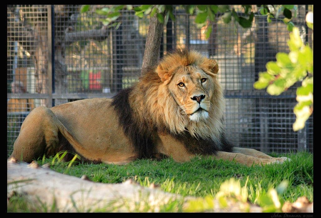 Adelaide Zoo | Tickets, Animals & Family Guide | Pickyourtrail