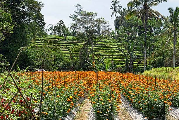 Marigold Fields, Bali: Fields of Golden Blooms in Bali | Pickyourtrail