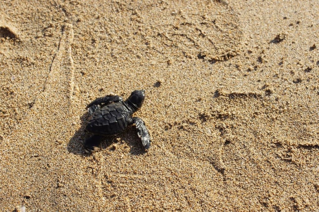 Kuta Beach Sea Turtle Conservation, Bali - Pickyourtrail